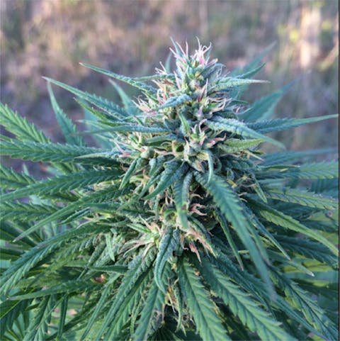 Shaman Weed Strain Information | Leafly