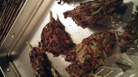 Shark Attack Weed Strain Information | Leafly