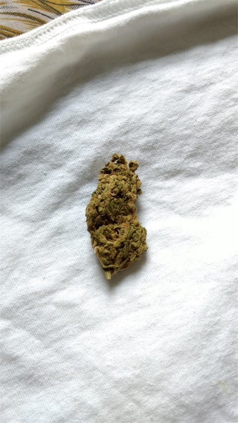 Shark Bite Weed Strain Information | Leafly