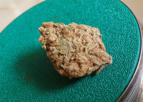 Shark Bite Weed Strain Information | Leafly