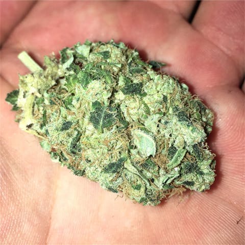 Shark Bite Weed Strain Information | Leafly