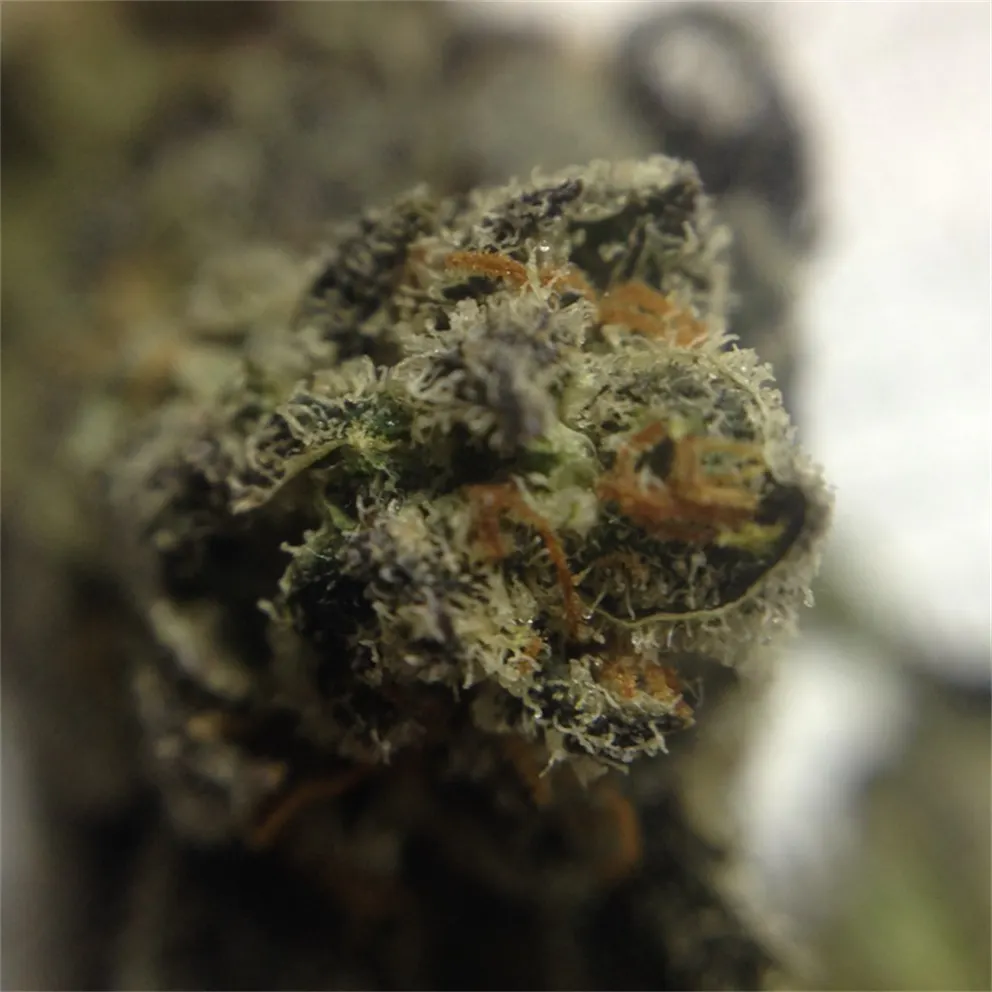 Photos of Shishkaberry Weed Strain Buds | Leafly