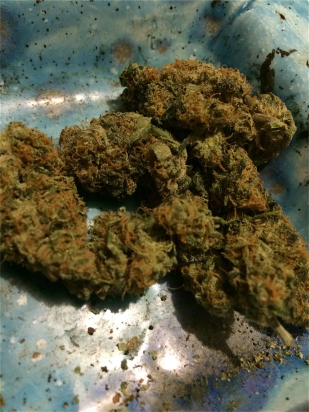 Photos of Shishkaberry Weed Strain Buds | Leafly