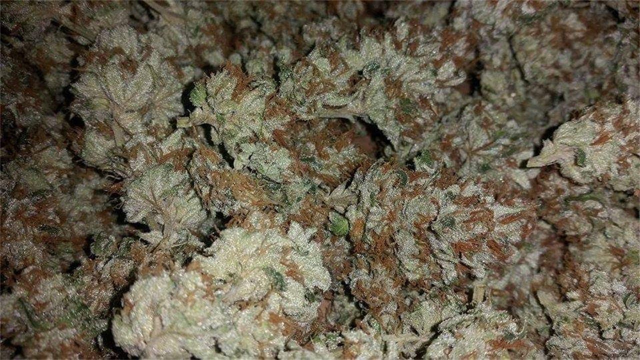 Silver Kush Weed Strain Information | Leafly