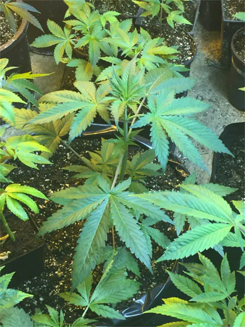 Silverback Gorilla aka Silver Gorilla Weed Strain Information | Leafly