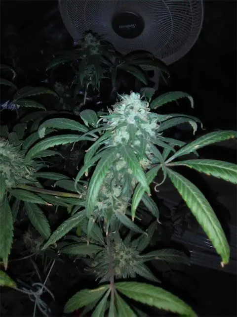 Skunk 1 aka Skunk No. 1, Skunk, Skunk #1 Weed Strain Information | Leafly