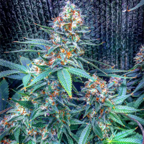Skunk 1 aka Skunk No. 1, Skunk, Skunk #1 Weed Strain Information | Leafly