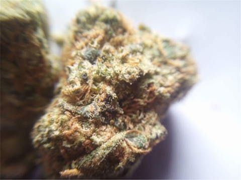 Skywalker OG aka Mazar x Blueberry OG, Skywalker OG Kush, Blueberry x ...