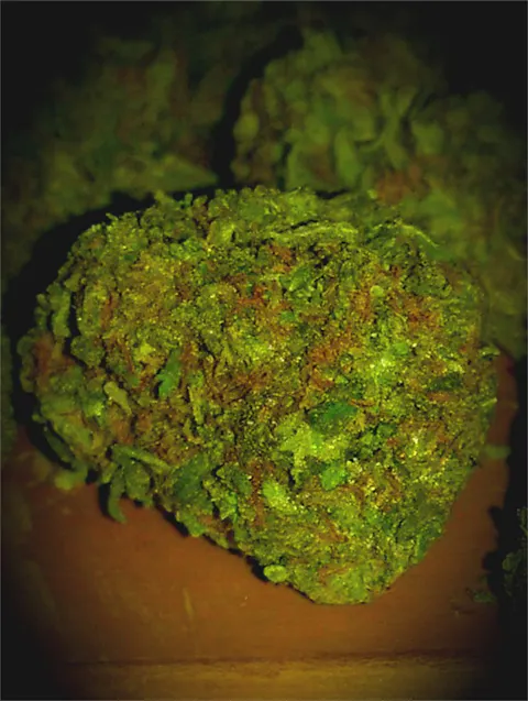 Skywalker aka Mazar x Blueberry, Sky, Blueberry x Mazar Weed Strain ...