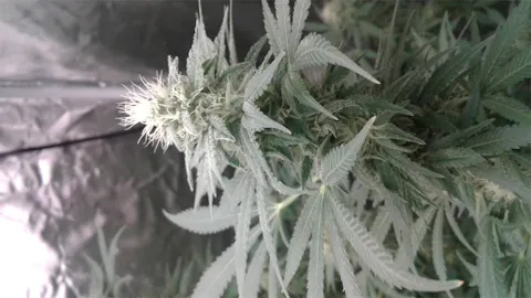 Skywalker aka Mazar x Blueberry, Sky, Blueberry x Mazar Weed Strain ...