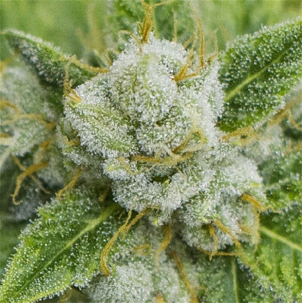 Photos of SleeStack Weed Strain Buds | Leafly