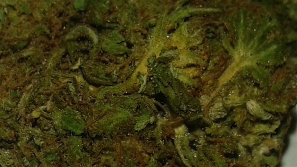 Photos of Snoop Dogg OG Weed Strain Buds | Leafly