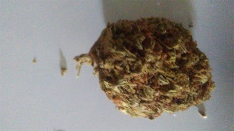 Snow Bud aka Snowbud, Acorn, Akorn Weed Strain Information | Leafly