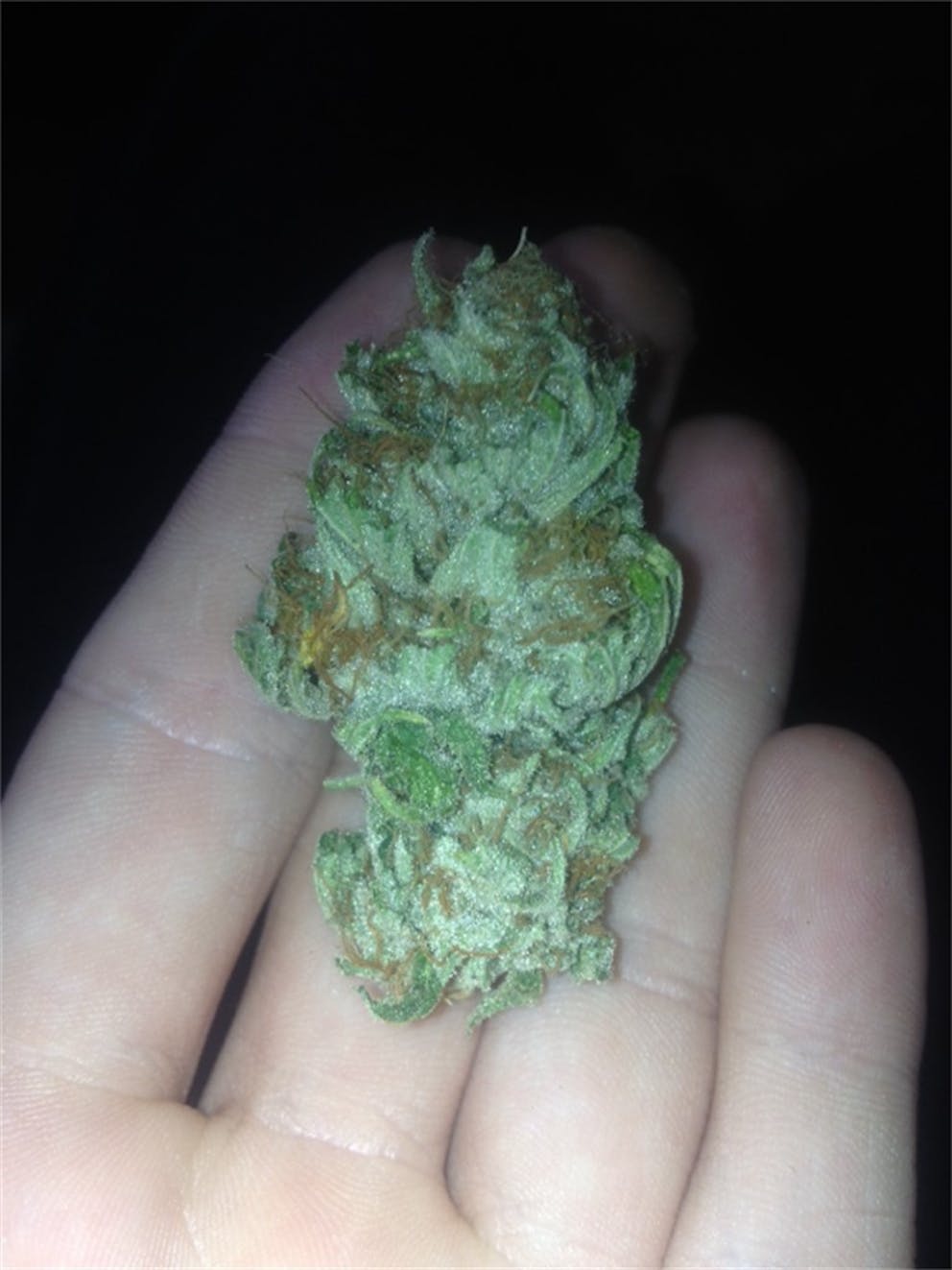 Photos of Snow Monster Weed Strain Buds | Leafly