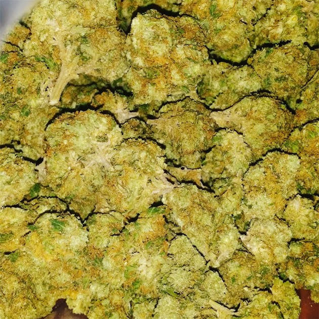 Photos of Snowcap Weed Strain Buds | Leafly