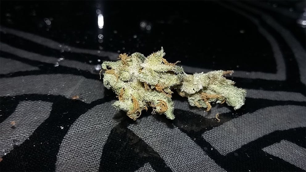 Photos of Sour Amnesia Weed Strain Buds | Leafly