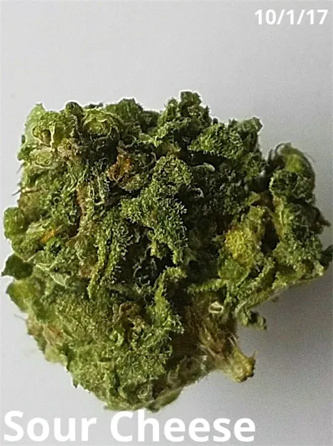 Sour Cheese Weed Strain Information | Leafly