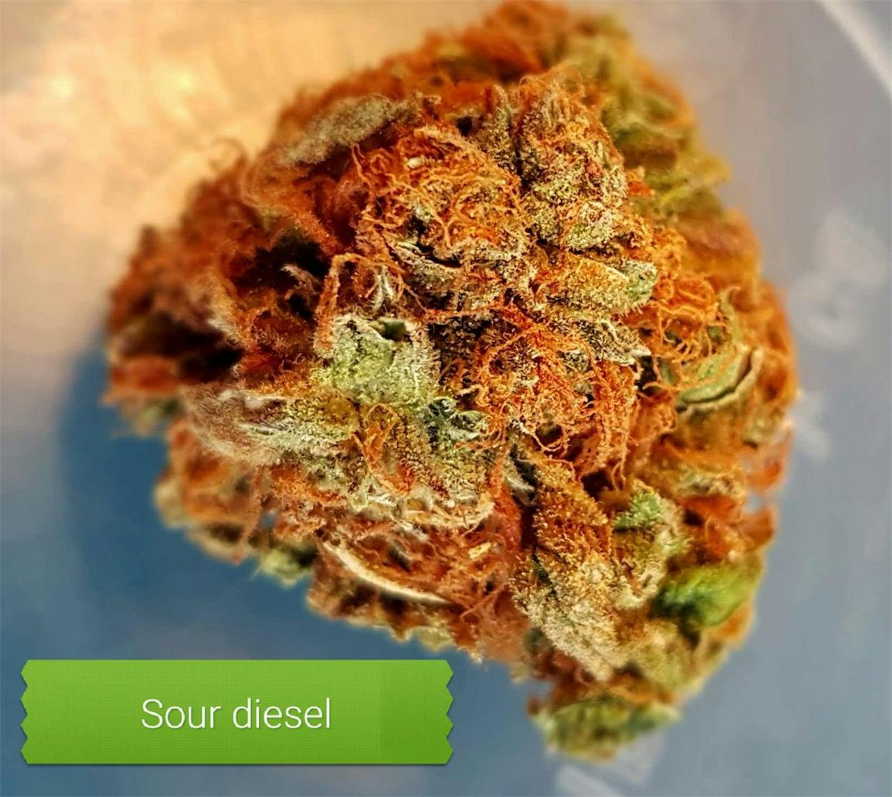 Photos of Sour Diesel Weed Strain Buds | Leafly