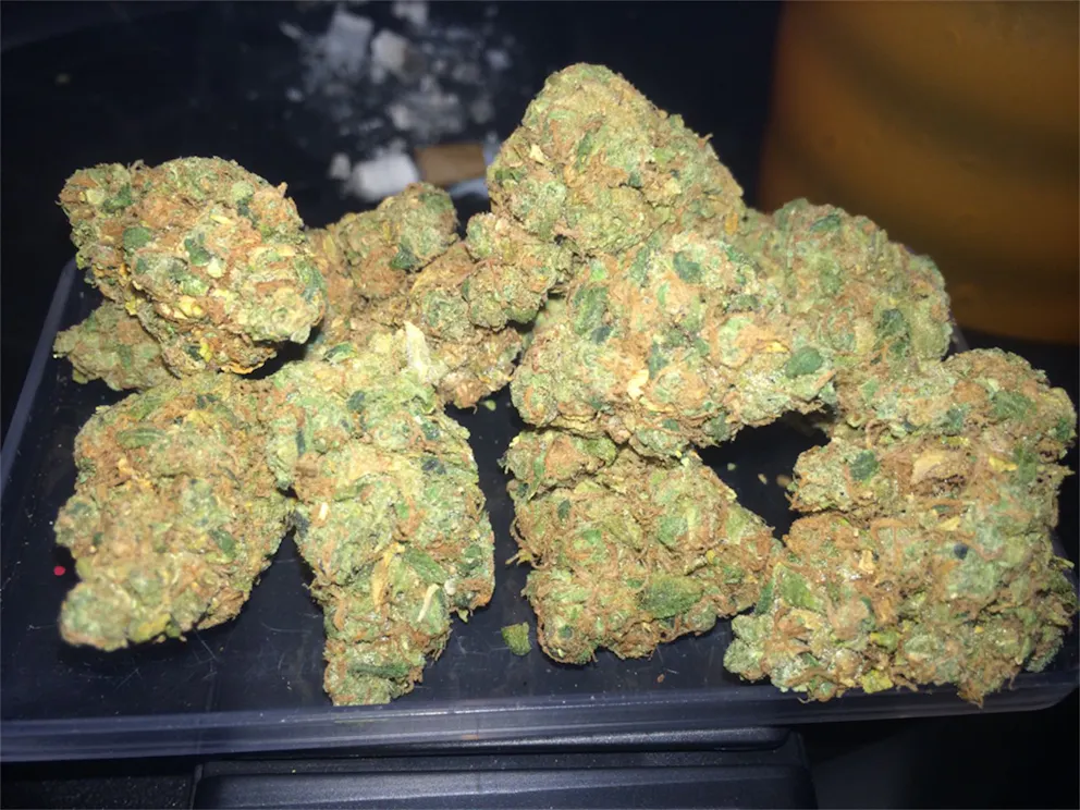 Photos of Sour Haze Weed Strain Buds | Leafly