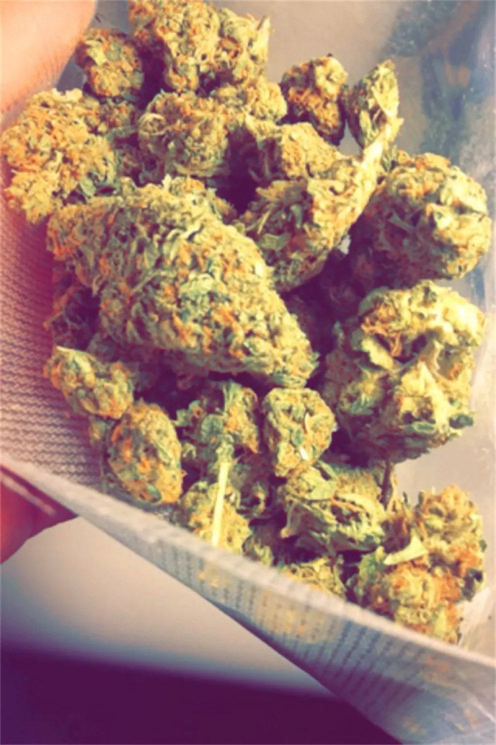 Photos of Sour Haze Weed Strain Buds | Leafly