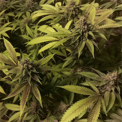 Sour Strawberry Diesel Weed Strain Information | Leafly