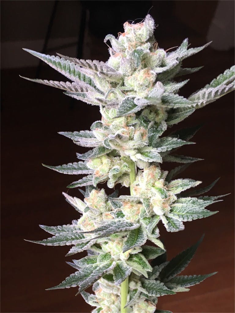 Sour Sunset Weed Strain Information | Leafly