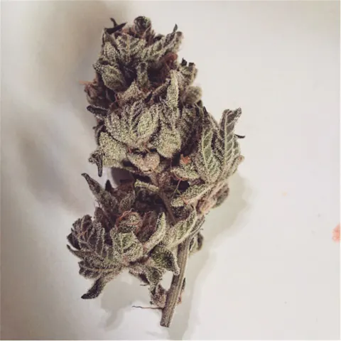 Sour Sunset Weed Strain Information | Leafly
