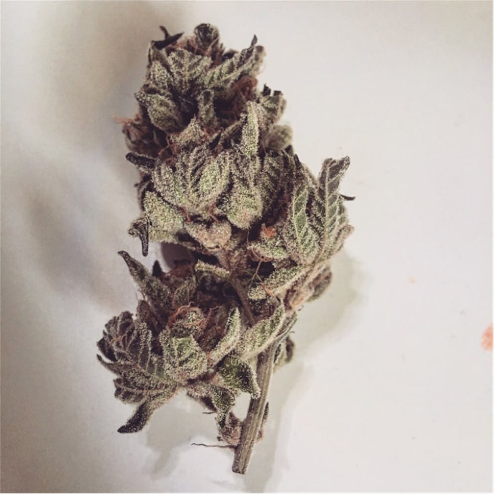 Photos of Sour Sunset Weed Strain Buds | Leafly