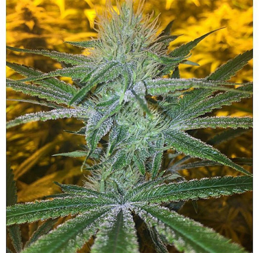 Star Tonic Weed Strain Information | Leafly