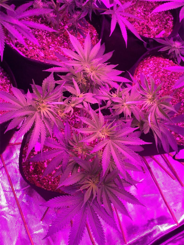 Stephen Hawking Kush Weed Strain Effects & Reviews | Leafly