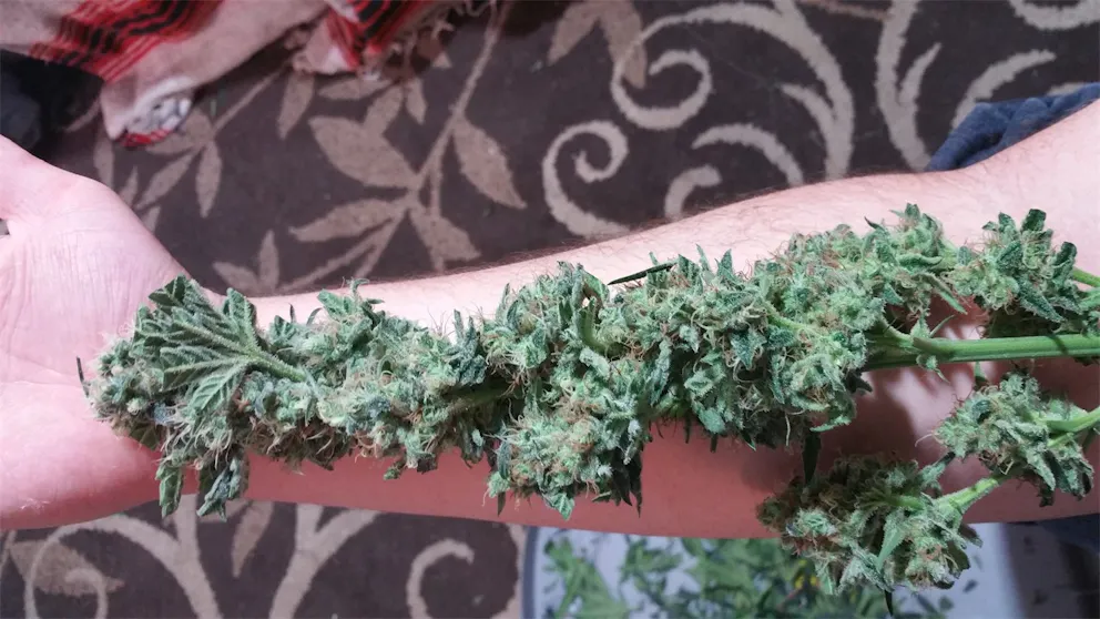 Photos of Strawberry Ice Weed Strain Buds | Leafly
