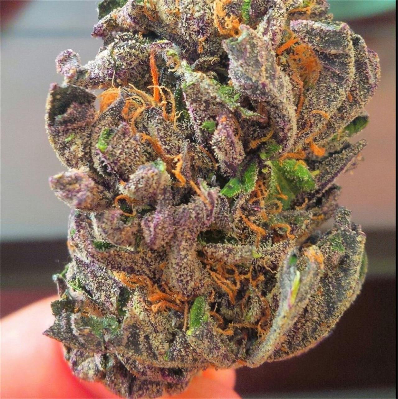 Photos of Strawberry Mango Haze Weed Strain Buds | Leafly