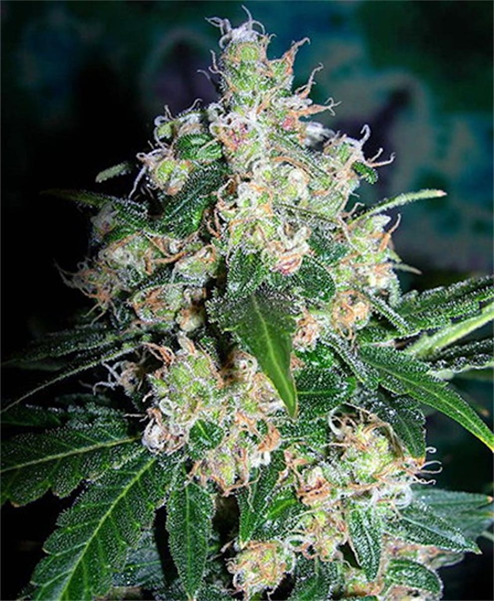 Photos of Strawberry Satori Weed Strain Buds | Leafly