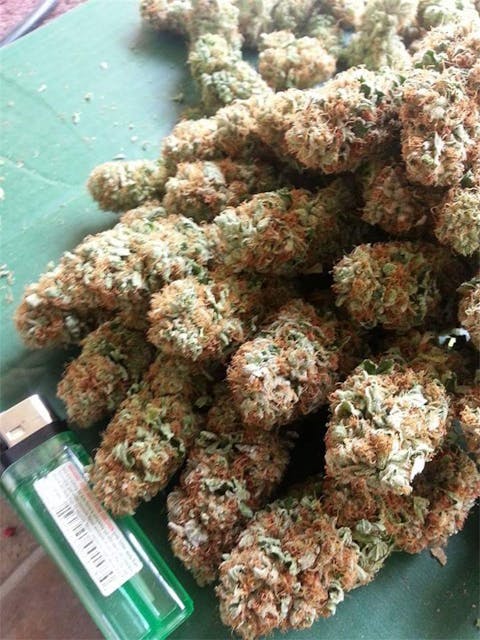 Sublime Weed Strain Information | Leafly