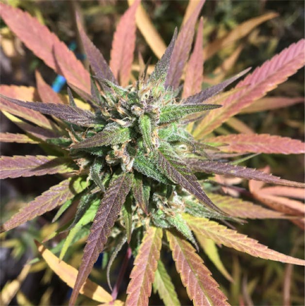 Photos of Sugar Cookie Weed Strain Buds | Leafly