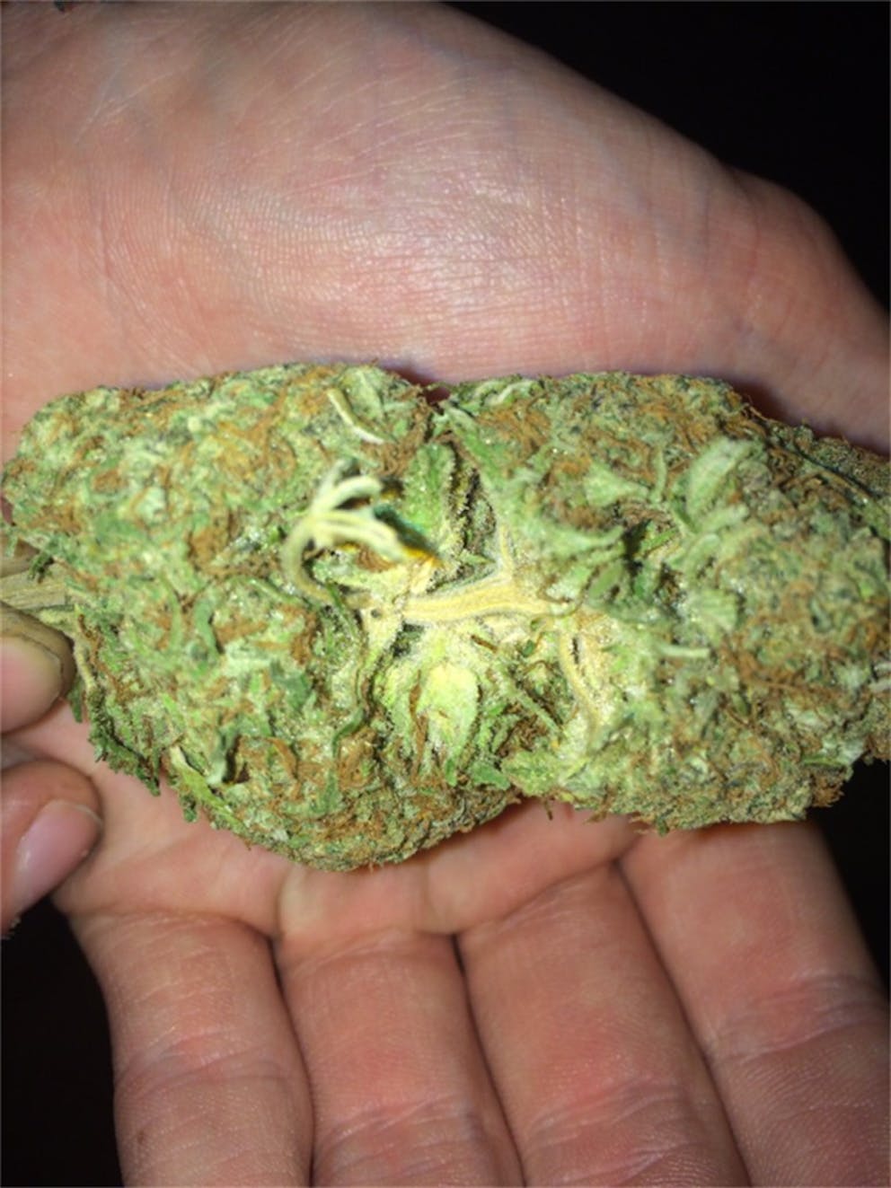 Photos of Sugar Shack Weed Strain Buds | Leafly