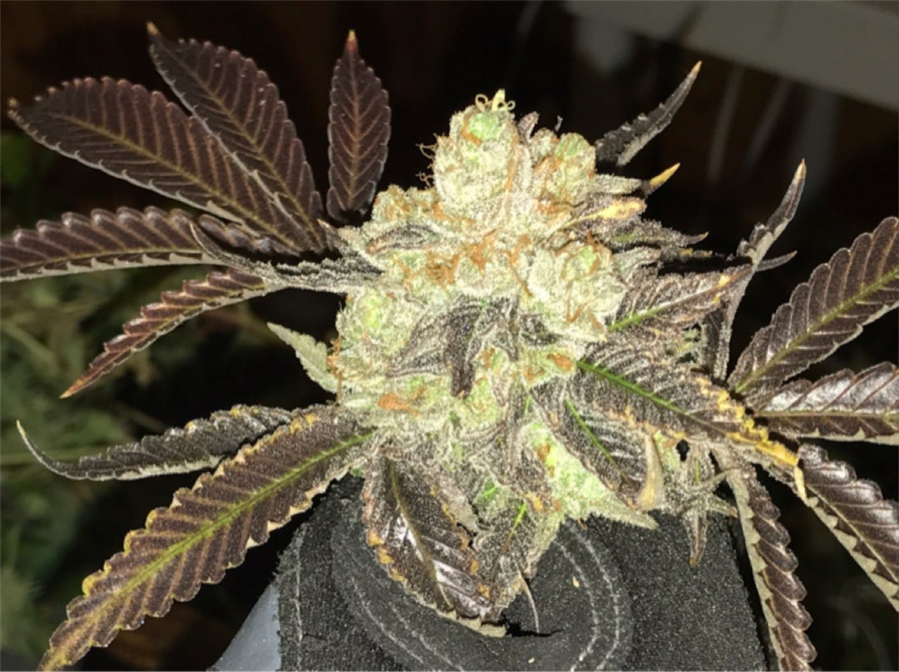 Photos of Sherbert Weed Strain Buds | Leafly