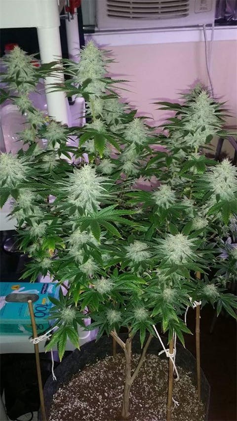 Sunshine #4 Weed Strain Information | Leafly