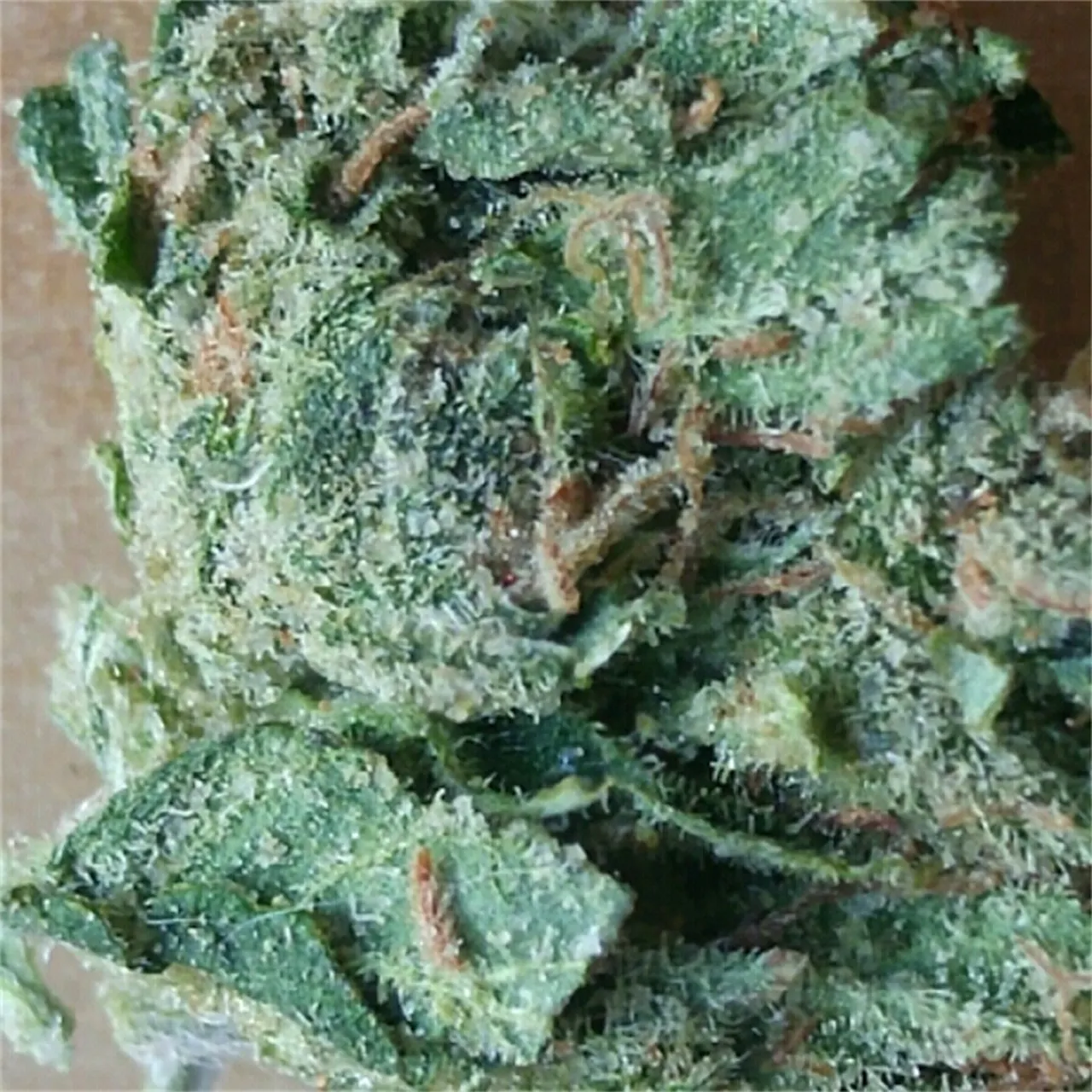 Photos of Super Chronic Weed Strain Buds | Leafly