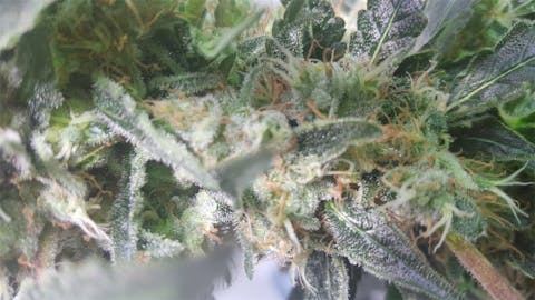 Super Bud Weed Strain Information | Leafly