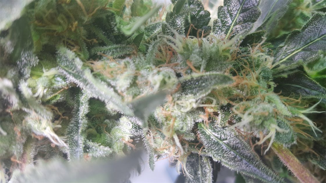 Photos of Super Bud Weed Strain Buds | Leafly