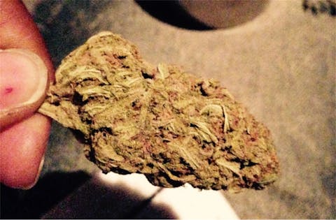 Super Bud Weed Strain Information | Leafly