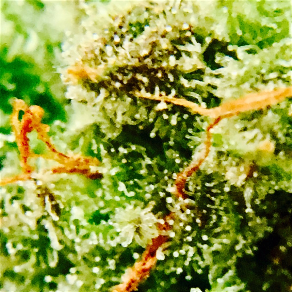 Photos of Super Lemon Haze Weed Strain Buds | Leafly
