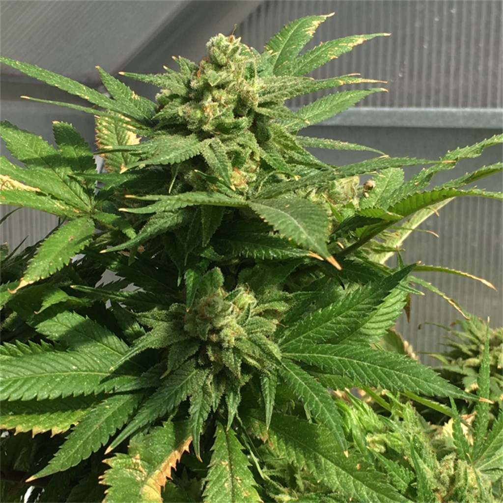 Photos of Super Lemon Haze Weed Strain Buds | Leafly