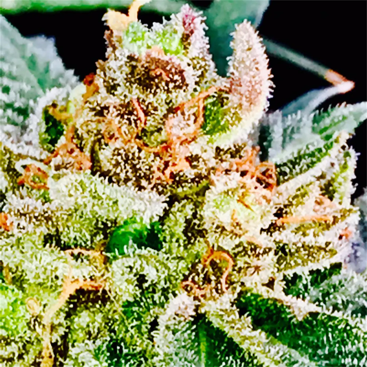 Photos of Super Lemon Haze Weed Strain Buds | Leafly