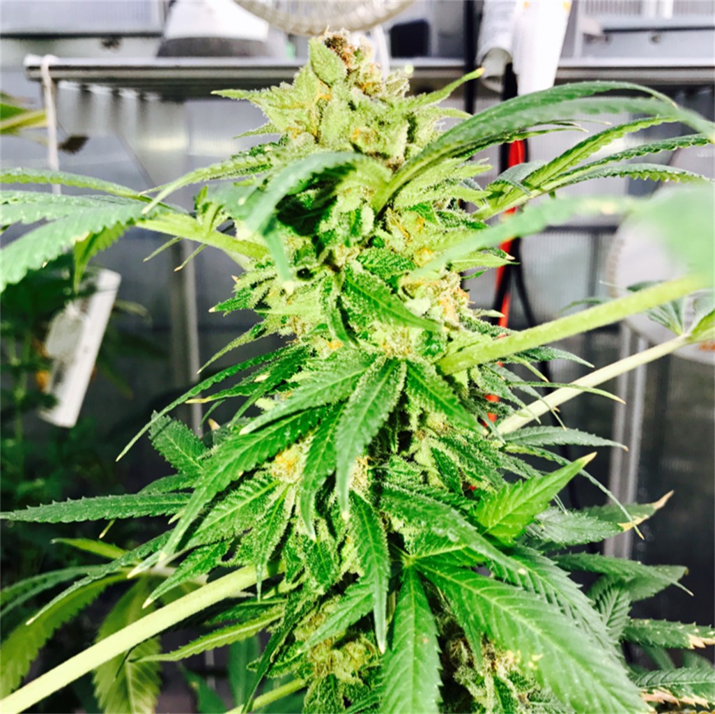 Photos of Super Lemon Haze Weed Strain Buds | Leafly
