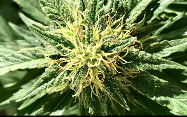 Photos of Super Lemon Haze Weed Strain Buds | Leafly