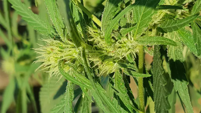 Photos of Super Lemon Haze Weed Strain Buds | Leafly