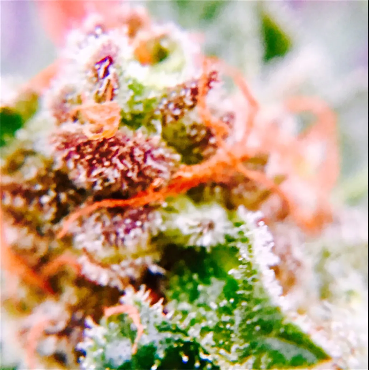 Photos of Super Lemon Haze Weed Strain Buds | Leafly