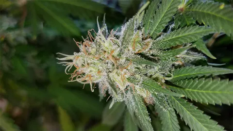 Super Silver Haze aka SSH Weed Strain Information | Leafly